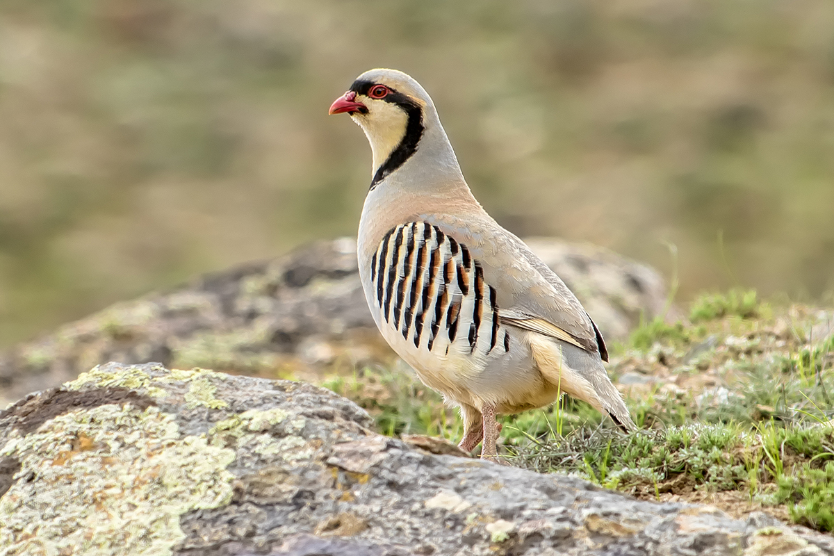 Birding and Wildlife Tours of Ladakh - Soar Excursions